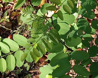 Black Locust Tree (seedling Sapling- Lightly Rooted) (robinia ...