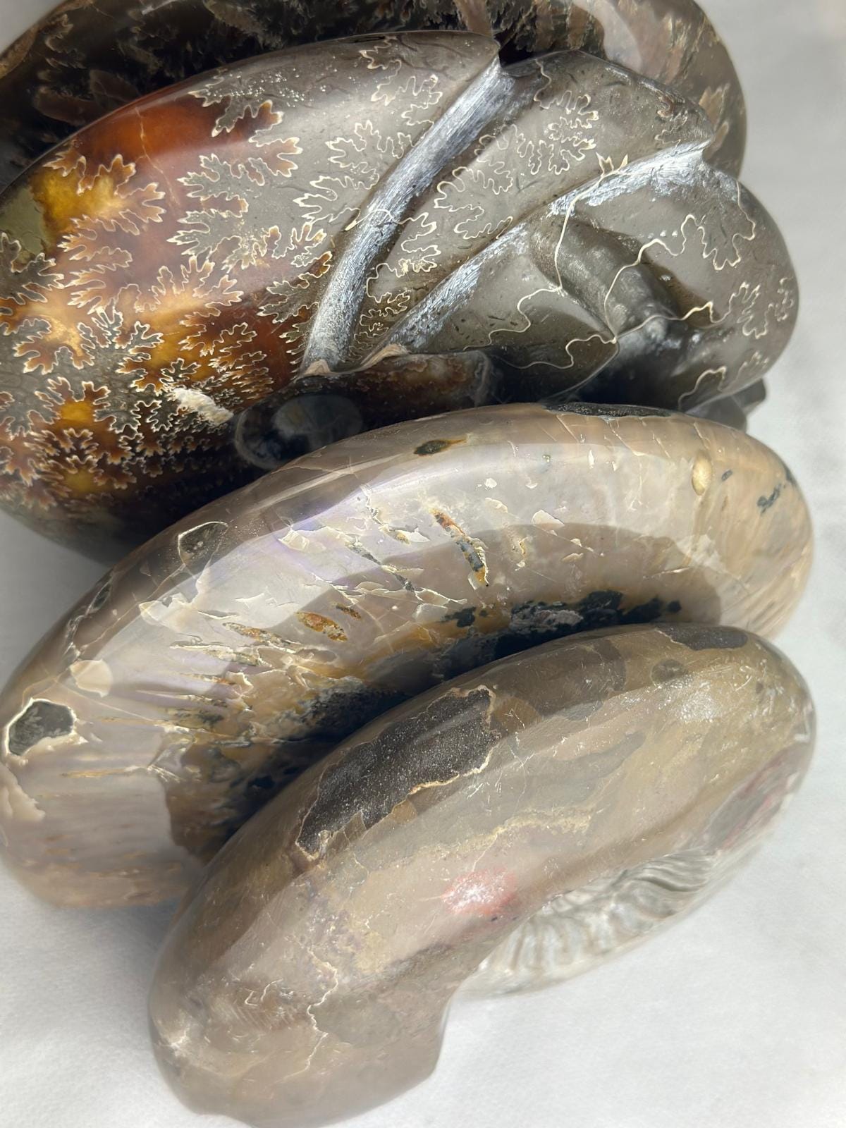 6 Real Ammonite Fossils – Medium Size + Bonus – Extinct Marine Mollusk ...