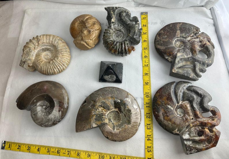 6 Real Ammonite Fossils – Medium Size + Bonus – Extinct Marine Mollusk ...