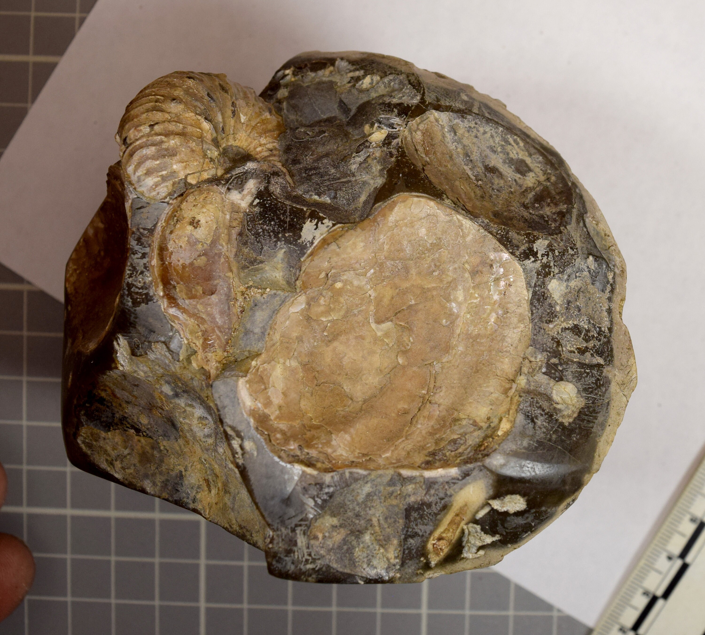 Ammonite Fossils With Rainbow Iridescence From Montana on a Polished ...