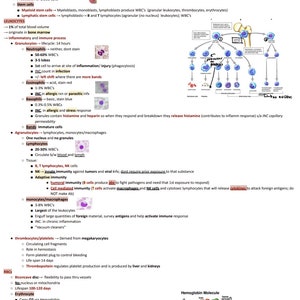 All About Anemia Chart Notes Hematology - Etsy