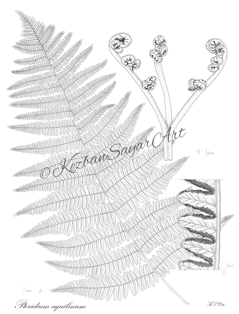 Pteridium Aquilinum, Fern, Bracken Fern, Thecnical Drawing, Scientific ...