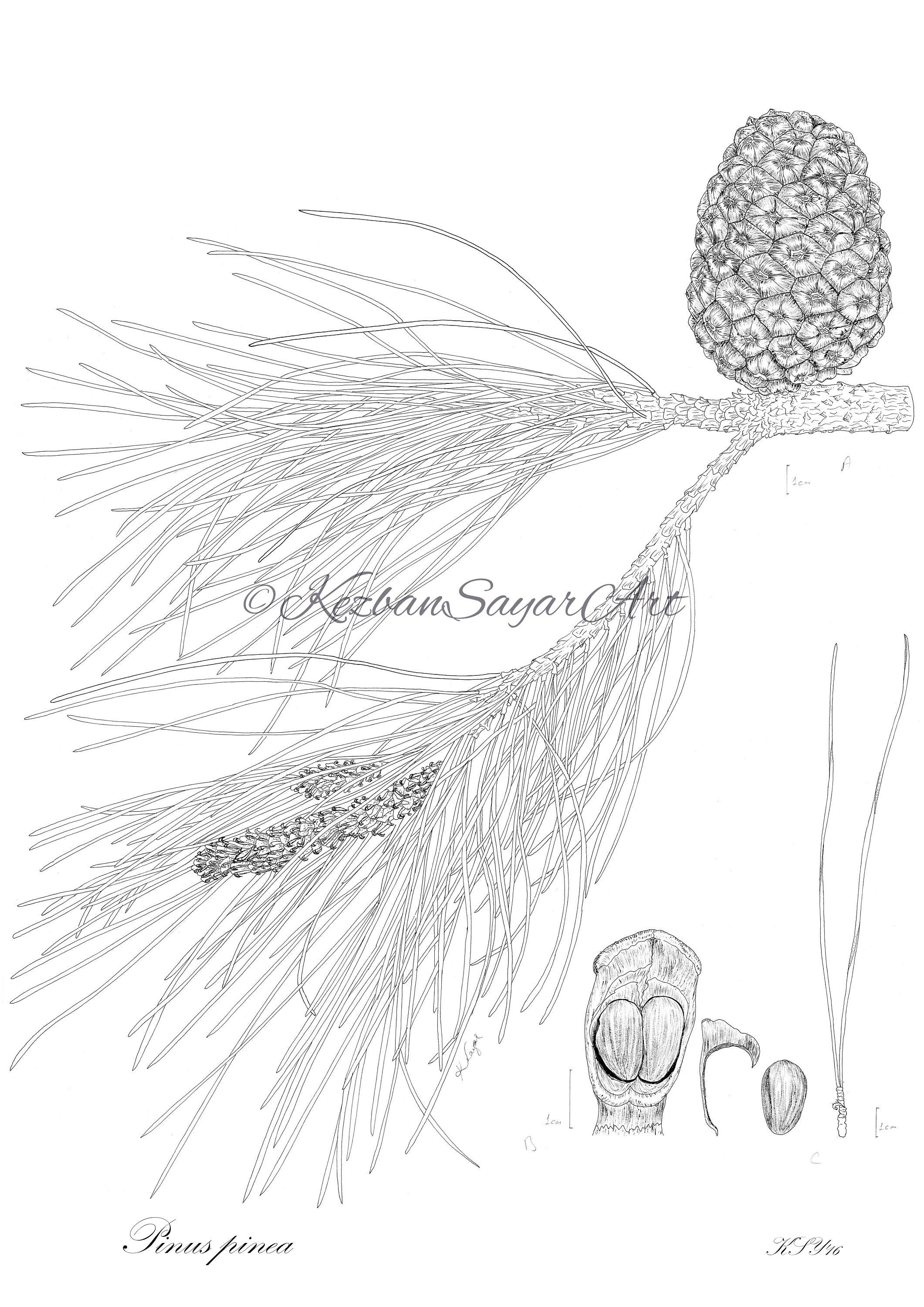 Pinus Pinea, Pine, Thecnical Drawing, Scientific Plant Illustration ...