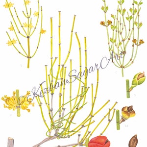 Mormon Tea, Ephedra Major, Watercolor Drawing, Scientific Plant ...