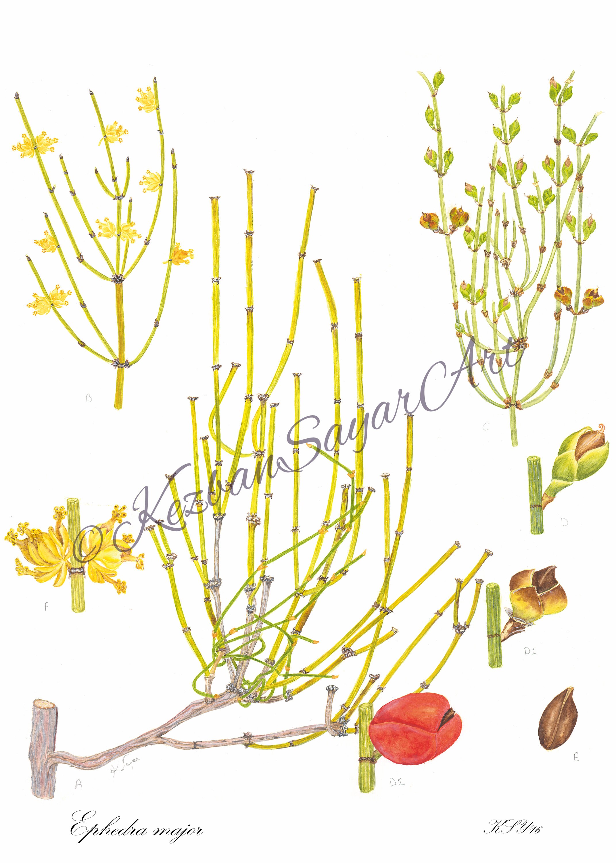 Mormon Tea, Ephedra Major, Watercolor Drawing, Scientific Plant ...