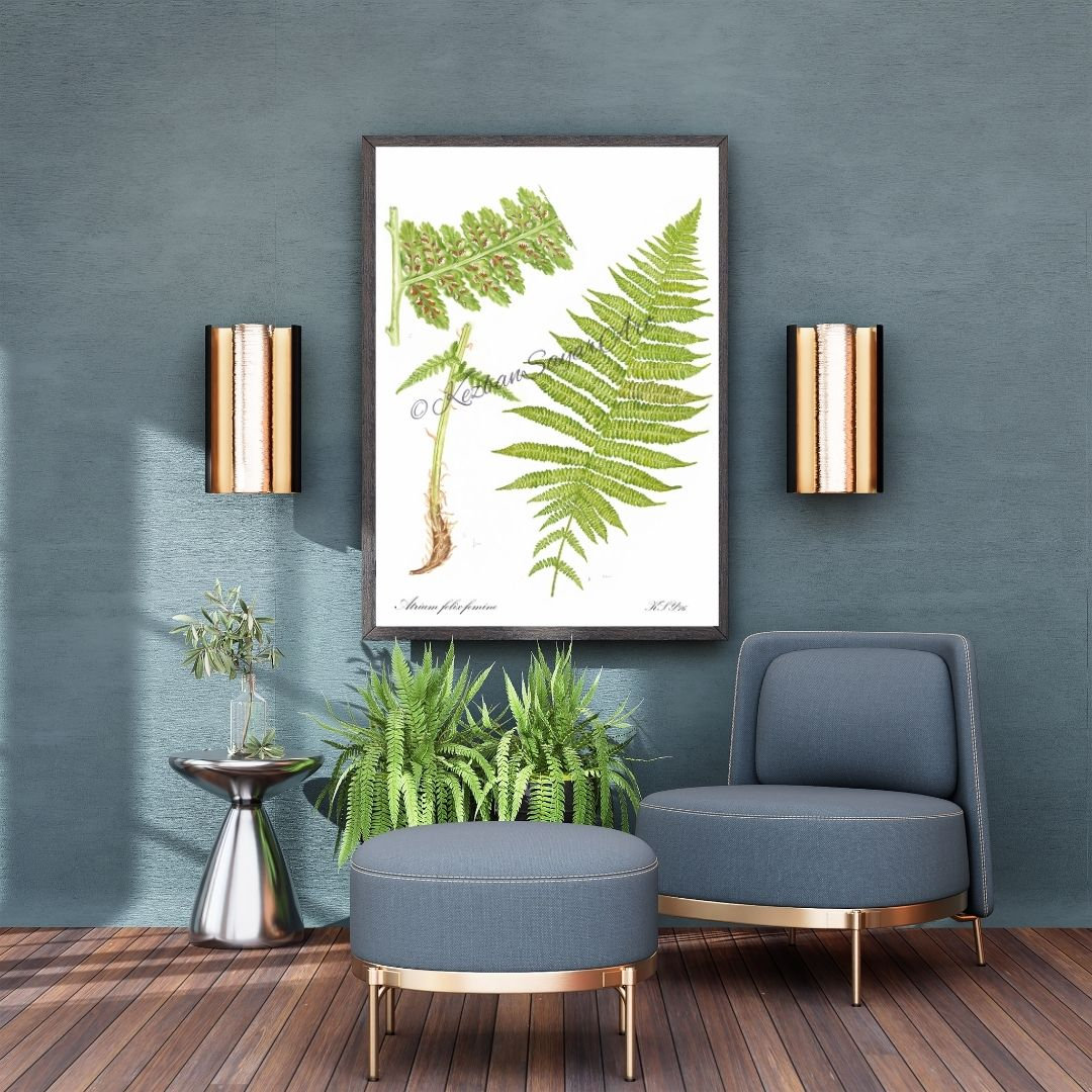 Lady Fern, Watercolor Drawing, Scientific Plant Illustration ...