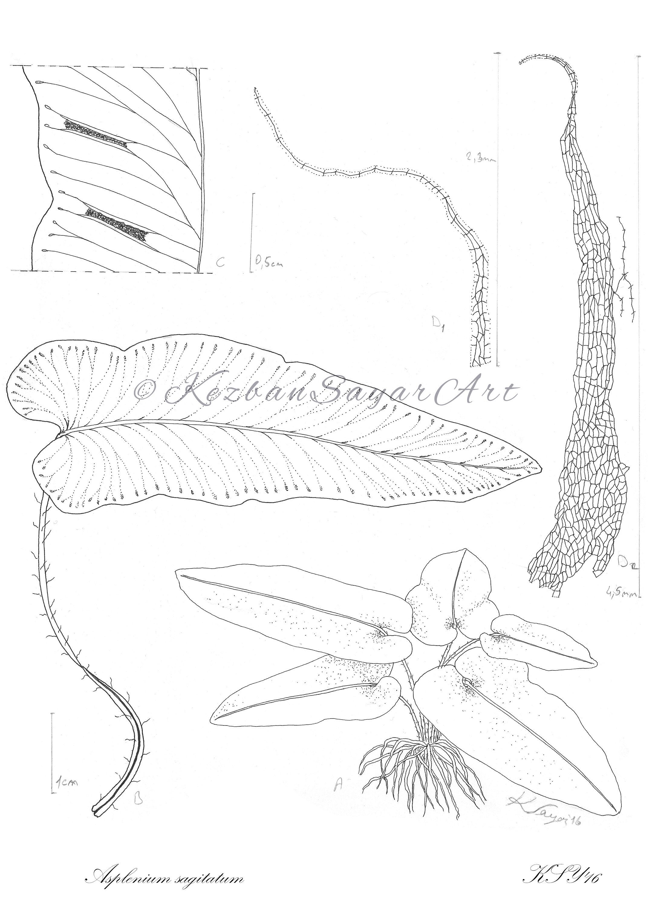Asplenium Sagittatum, Fern, Mule's Fern, Thecnical Drawing, Scientific ...