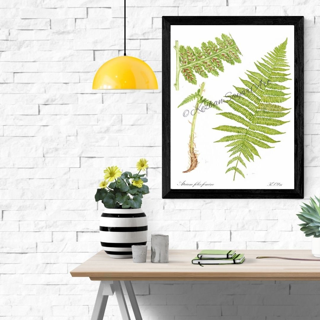 Lady Fern, Watercolor Drawing, Scientific Plant Illustration ...
