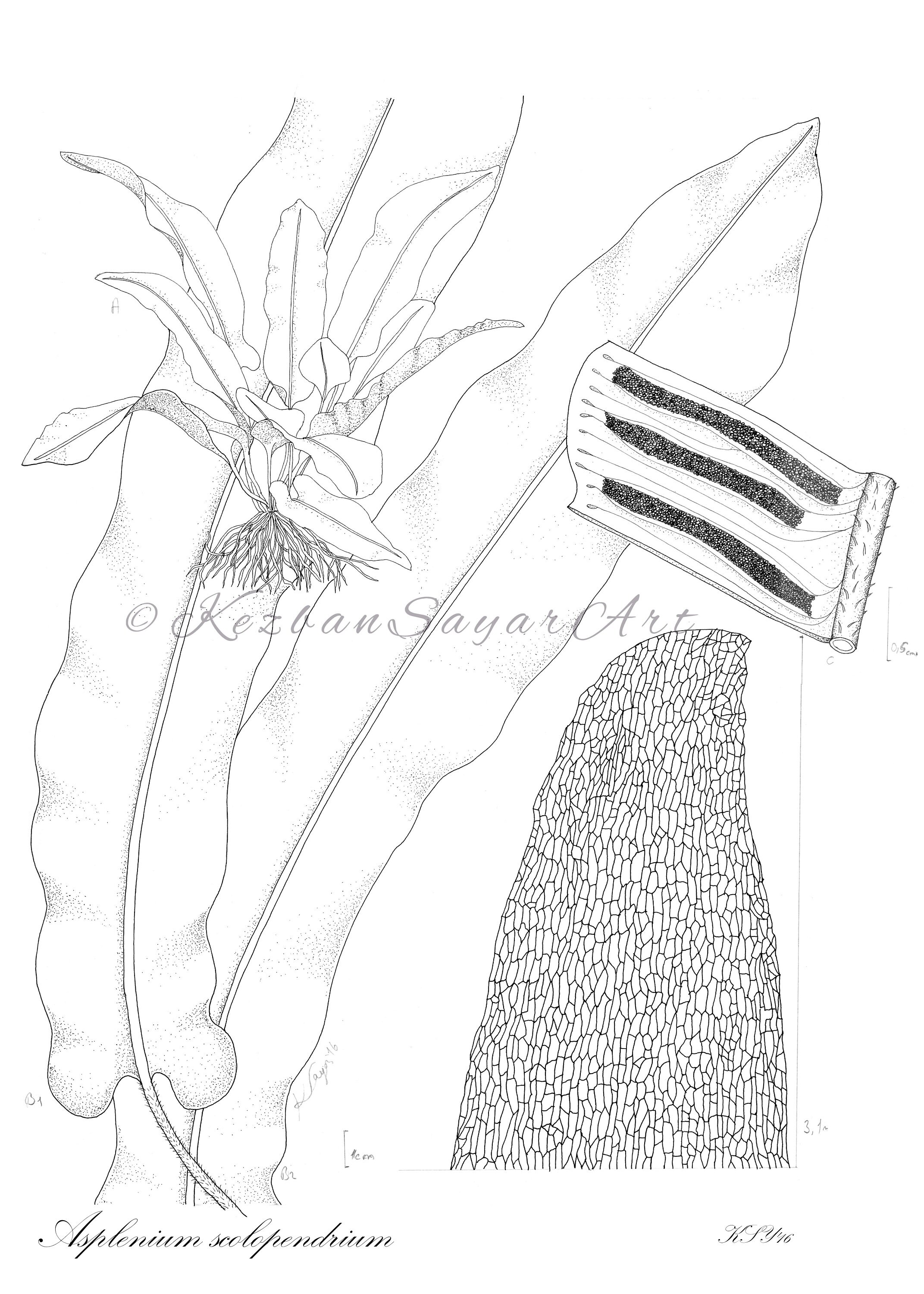 Asplenium Scolopendrium, Hart's Tongue Fern, Thecnical Drawing ...