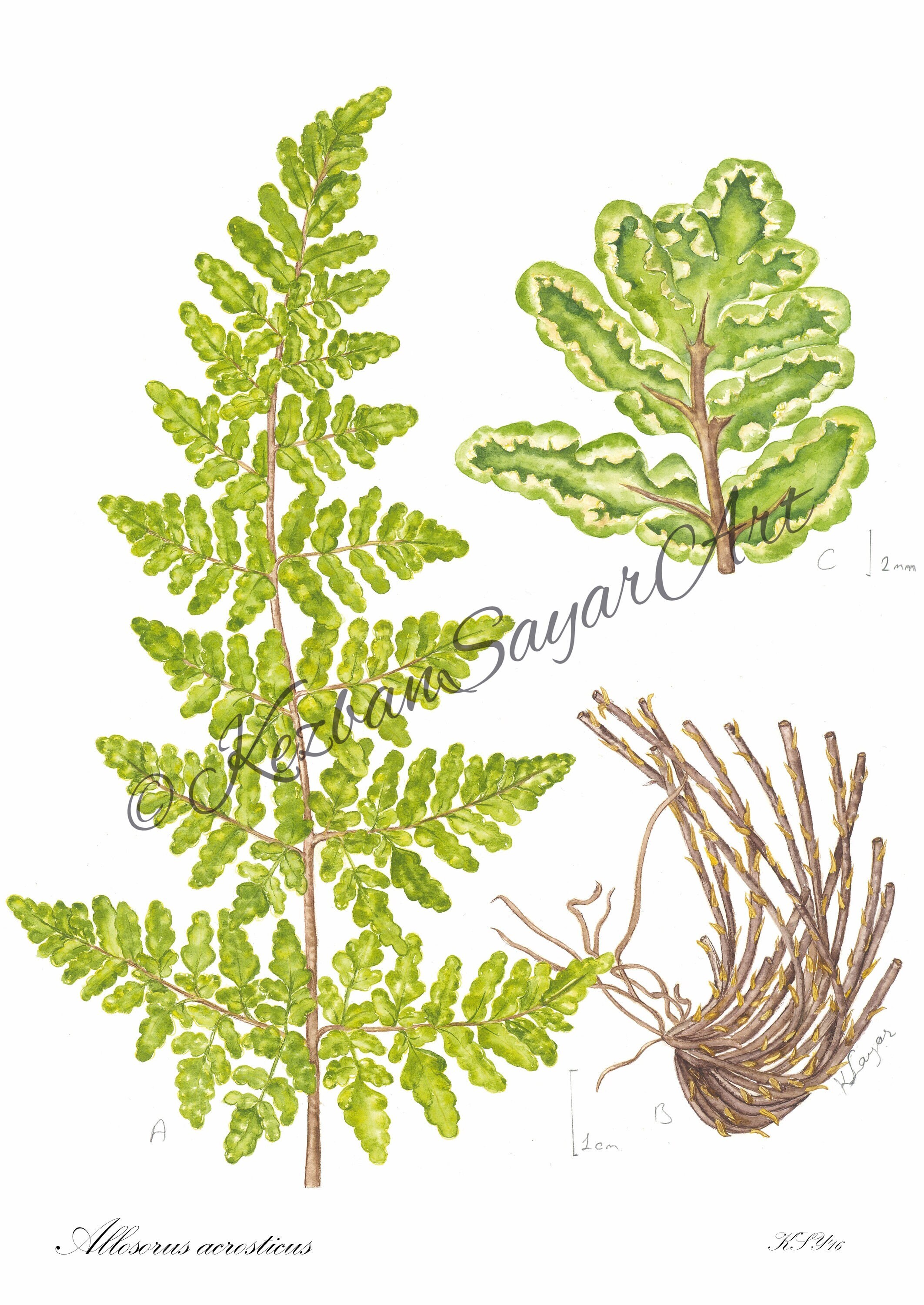 Watercolor Drawing, Scientific Plant Illustration,İllustration ...