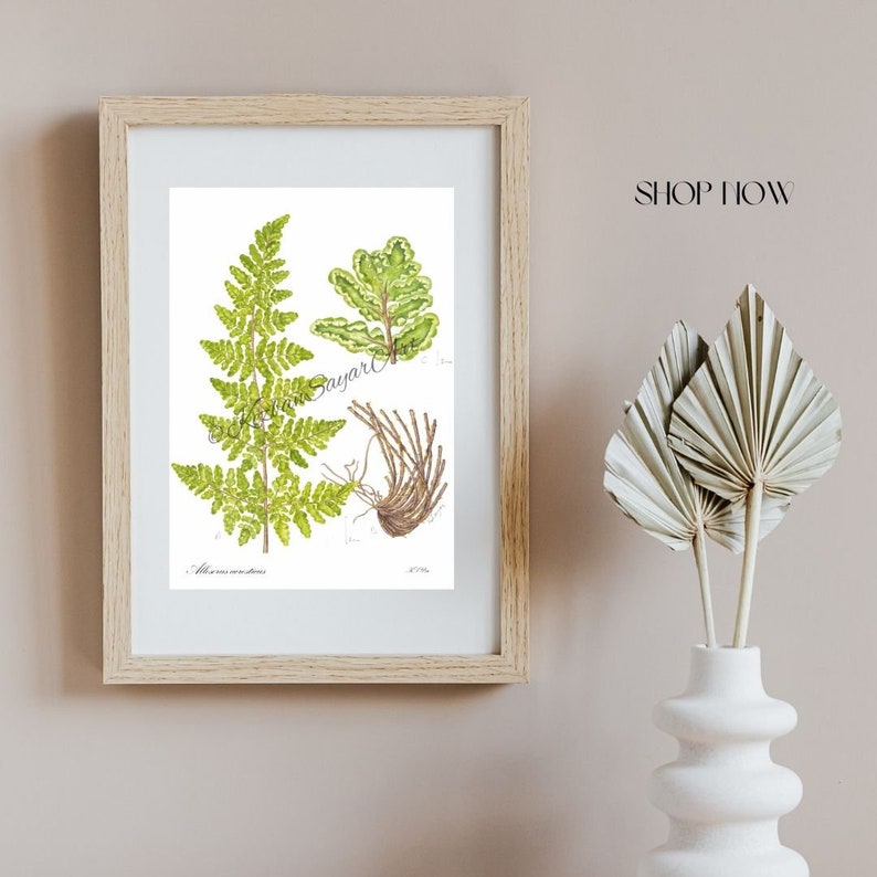 Watercolor Drawing, Scientific Plant Illustration,İllustration ...
