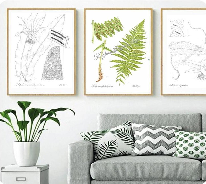 Asplenium Scolopendrium, Hart's Tongue Fern, Thecnical Drawing ...