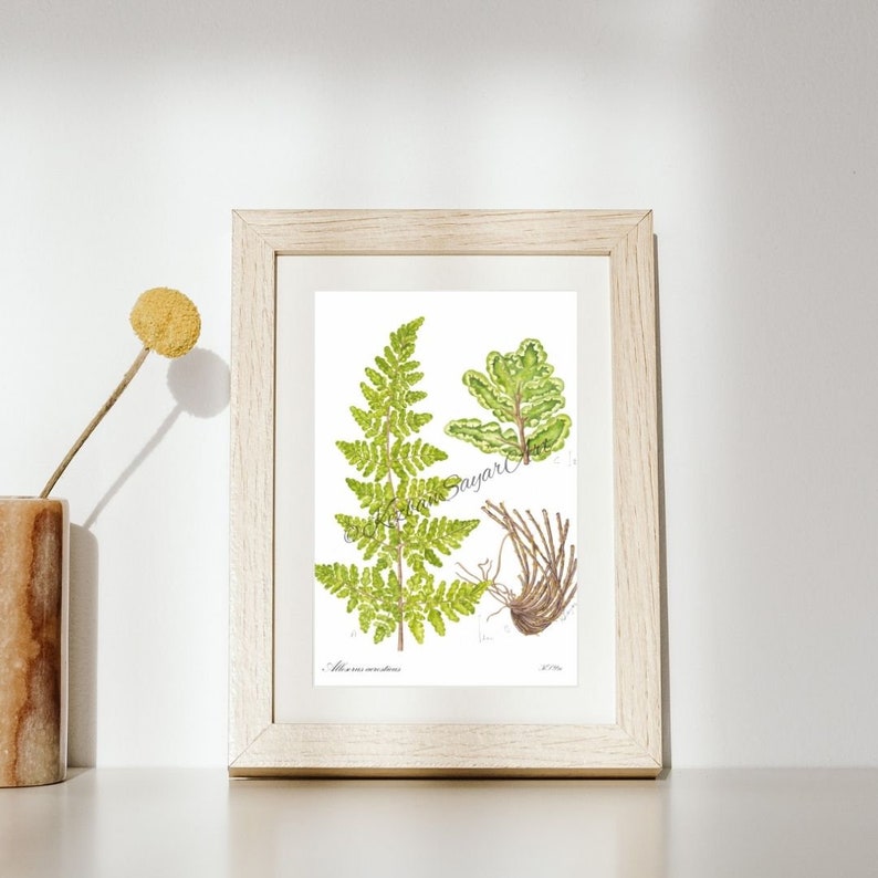 Watercolor Drawing, Scientific Plant Illustration,İllustration ...