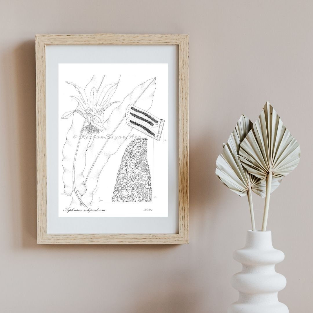 Asplenium Scolopendrium, Hart's Tongue Fern, Thecnical Drawing ...