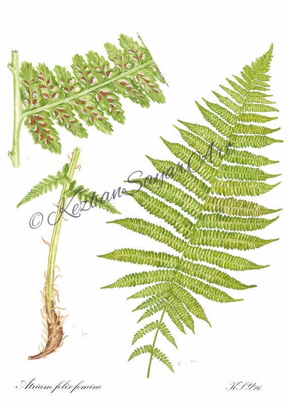Lady Fern Drawing