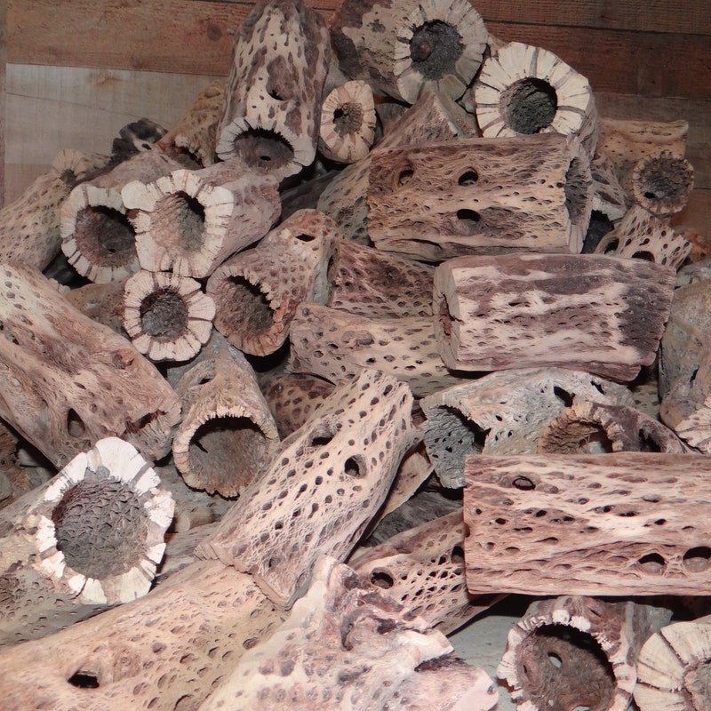 Cholla Wood - Etsy