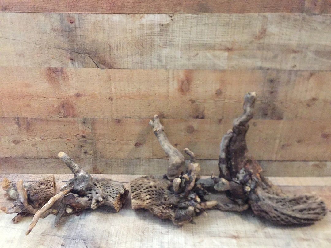 Lot of 100 Large Teddy Bear Cholla Roots - Etsy