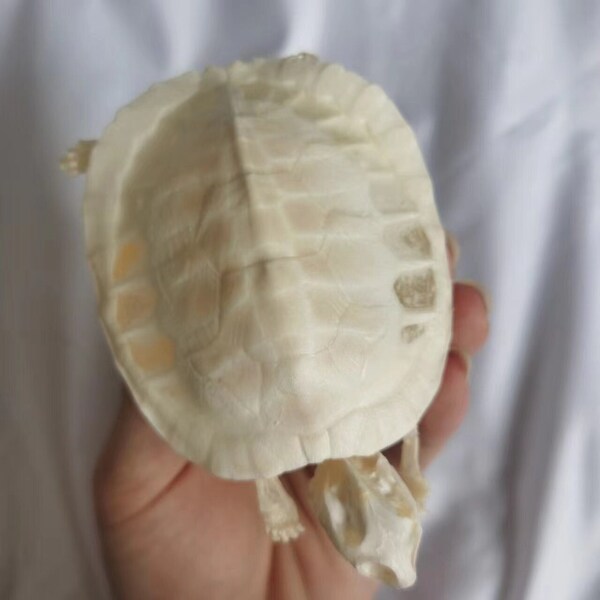 Real Turtle Shell - Etsy
