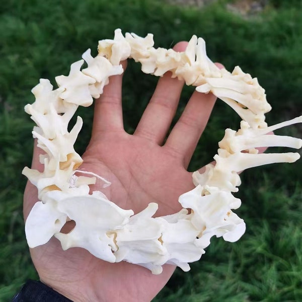 Bone Vertebrae - Etsy