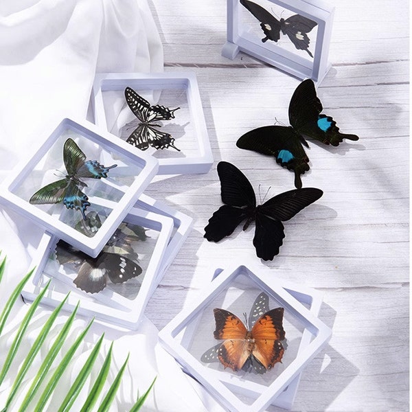 Butterfly in Floating Frame - Etsy