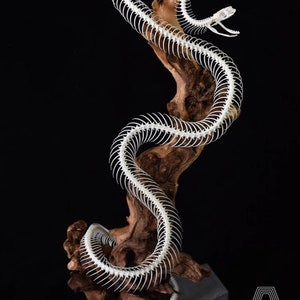 Real Snake Skeleton Snake Bone Mounted With Dead Wood Coiled - Etsy ...