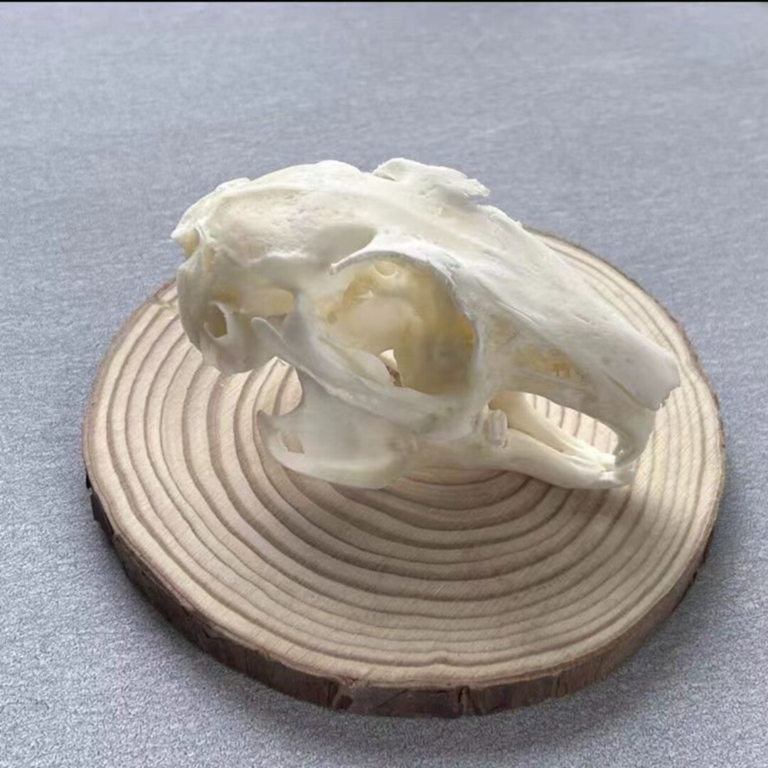 Exquisite Cleaned and Bleached Real Rabbit Skull Specimen - Etsy