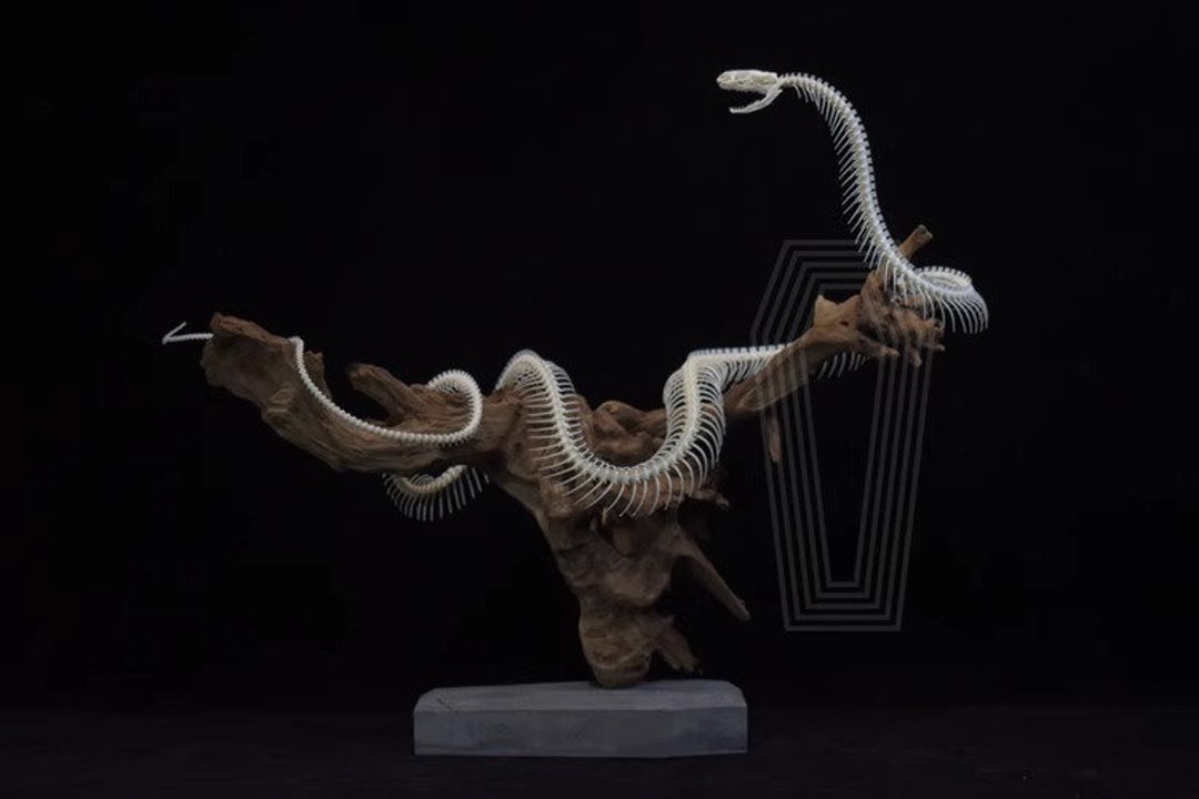 Real Snake Skeleton Snake Bone Mounted With Dead Wood Coiled - Etsy ...