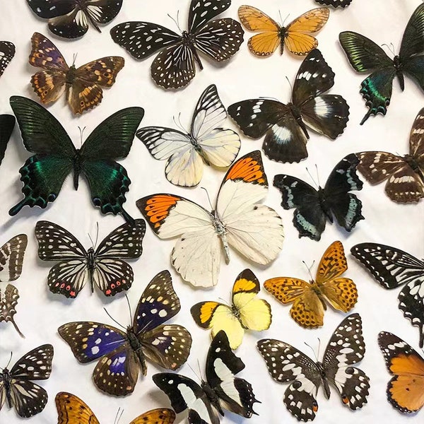 Dried Butterflies - Etsy