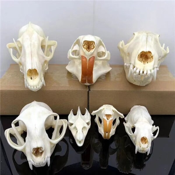 Real Animal Skull - Etsy