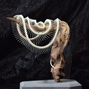 Real Snake Skeleton Snake Bone Mounted With Dead Wood Coiled - Etsy ...