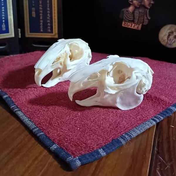 Skull Rabbit - Etsy