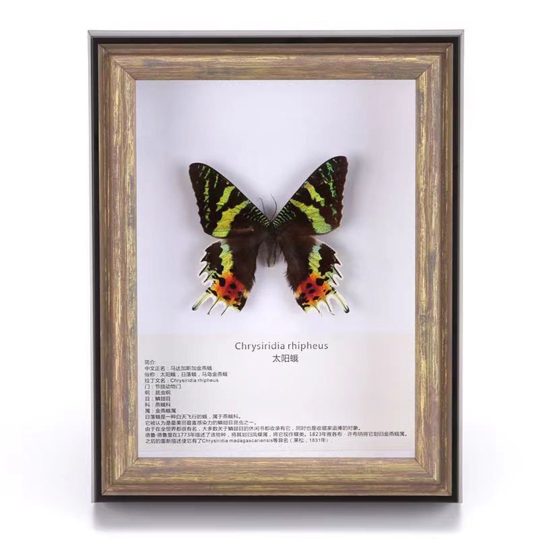 Real Butterfly Urania Ripheus Moth Picture Frame Entomology - Etsy