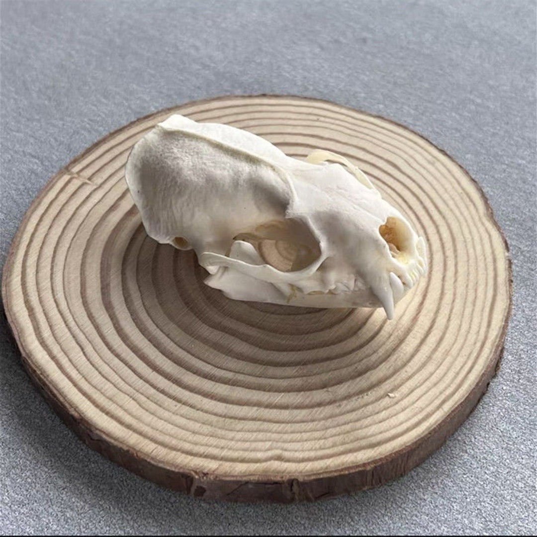 Exquisite Real Mink Skull Bone Specimen After Cleaned and Bleached - Etsy