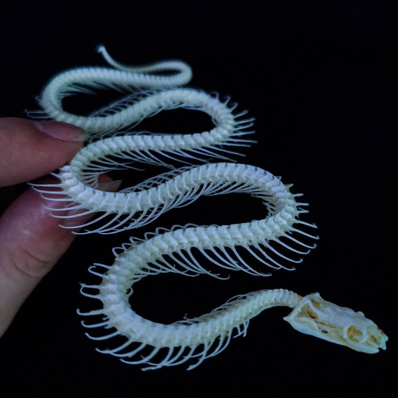 Whole Snake Bone. Includes Skull Spine Vertebrae and Coccyx. - Etsy