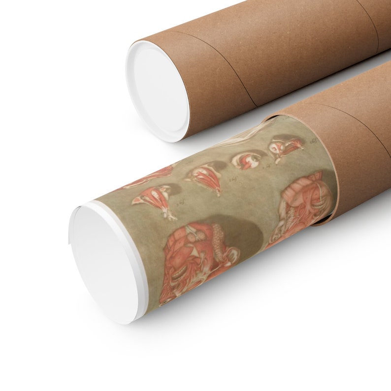 Muscles of the Head, Neck, and Face Poster | Unique Gift | Vintage ...