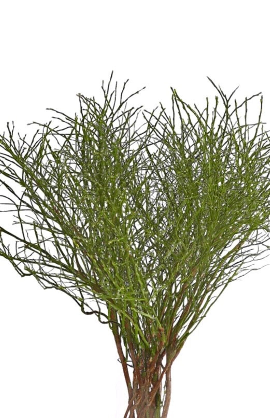 2 Bund Heidelbeerkraut mit je 15 Zweigen für Vase und Dekoration ca. 25 ...