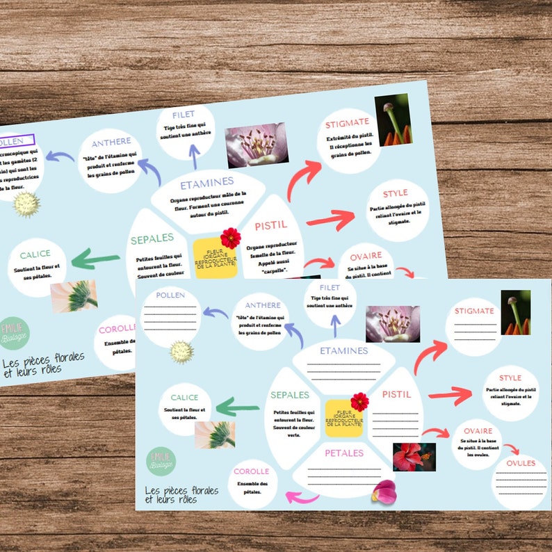 Mind Map Floral Parts and Roles - Etsy