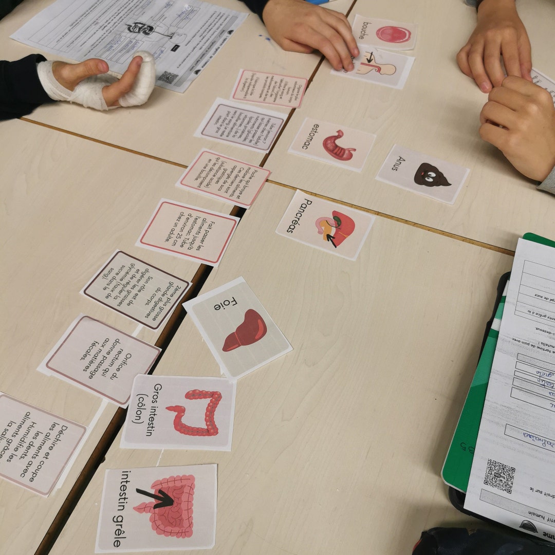 Human Digestive System Card Game Etsy