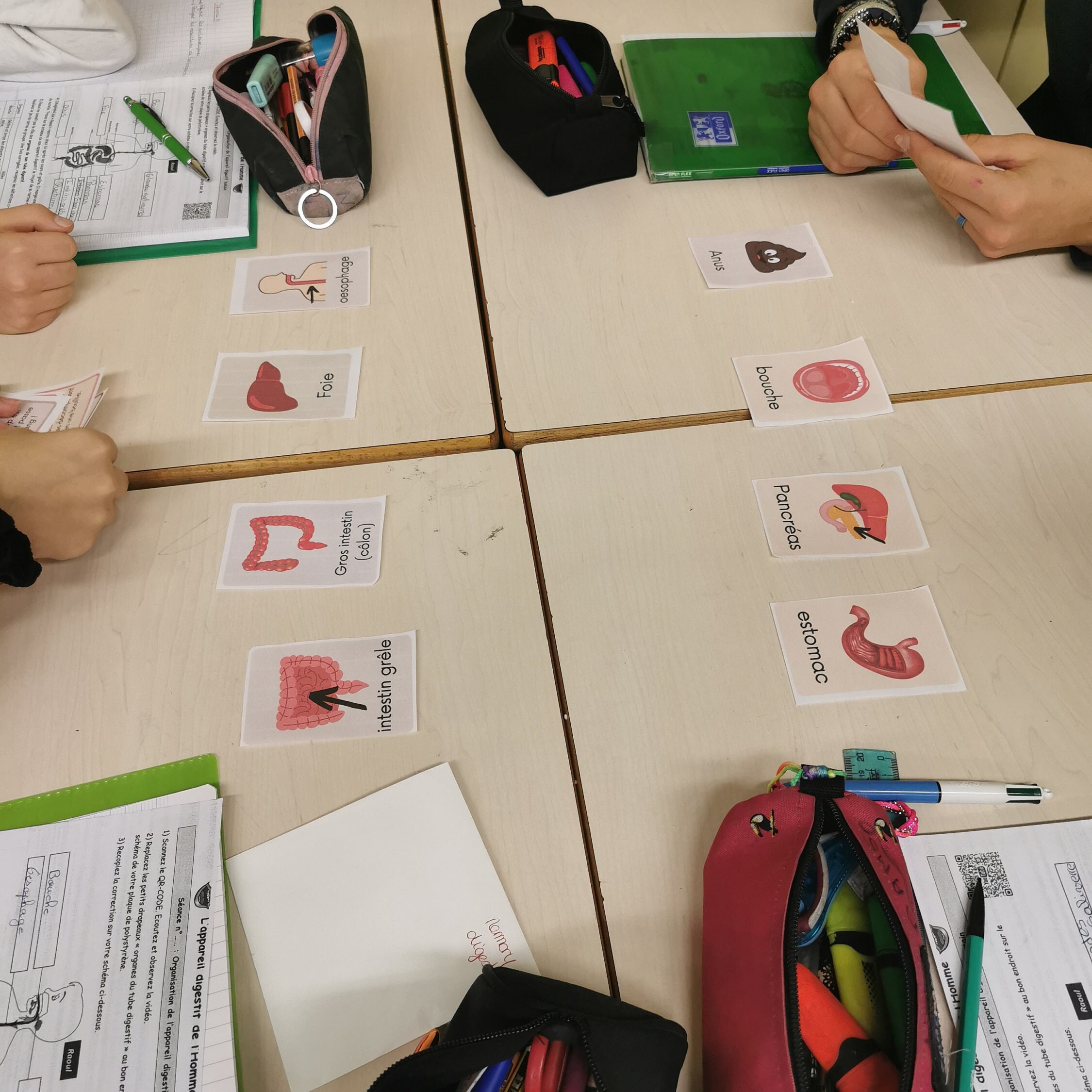 Human Digestive System - Card Game - Etsy