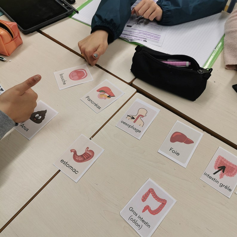 Human Digestive System Card Game - Etsy