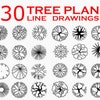 Hand-drawn Trees, Tree, Tree Elevations PNG, Landscape Design Elements ...
