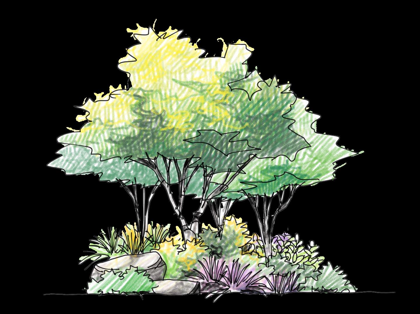 Hand-drawn Trees, Tree, Tree Elevations PNG, Landscape Design Elements ...