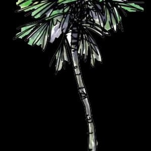 Hand-drawn Trees, Tree, Tree Elevations PNG, Landscape Design Elements ...