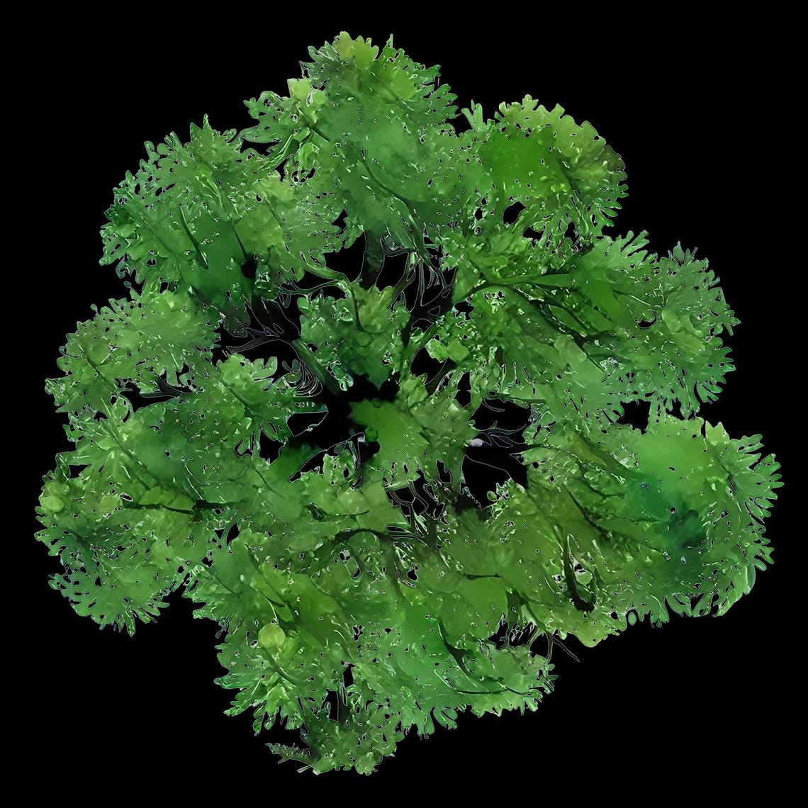 Tree Top View and Plan PNG Templates for Landscape Design | Digital ...