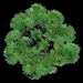 Tree Top View PNG Clipart | Landscape Design Elements & Architecture ...