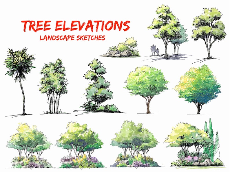 Hand-drawn Trees, Tree, Tree Elevations PNG, Landscape Design Elements ...