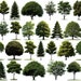 Summer Tree Clipart Bundle | PNG Illustrations for Landscape & Garden ...