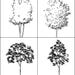 Tree Elevation CAD Blocks | DWG Autocad Symbols for Architecture ...