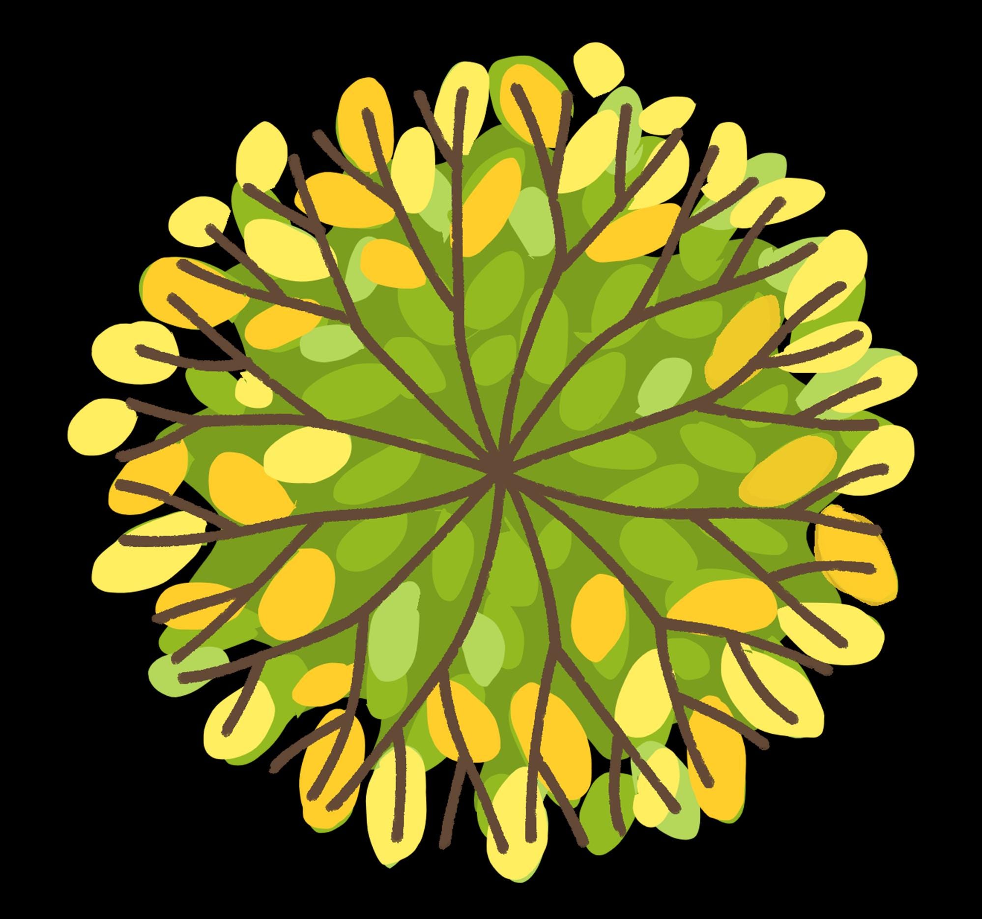 Landscape Tree Plan View PNG | Top View Clipart & Digital Stamps for ...