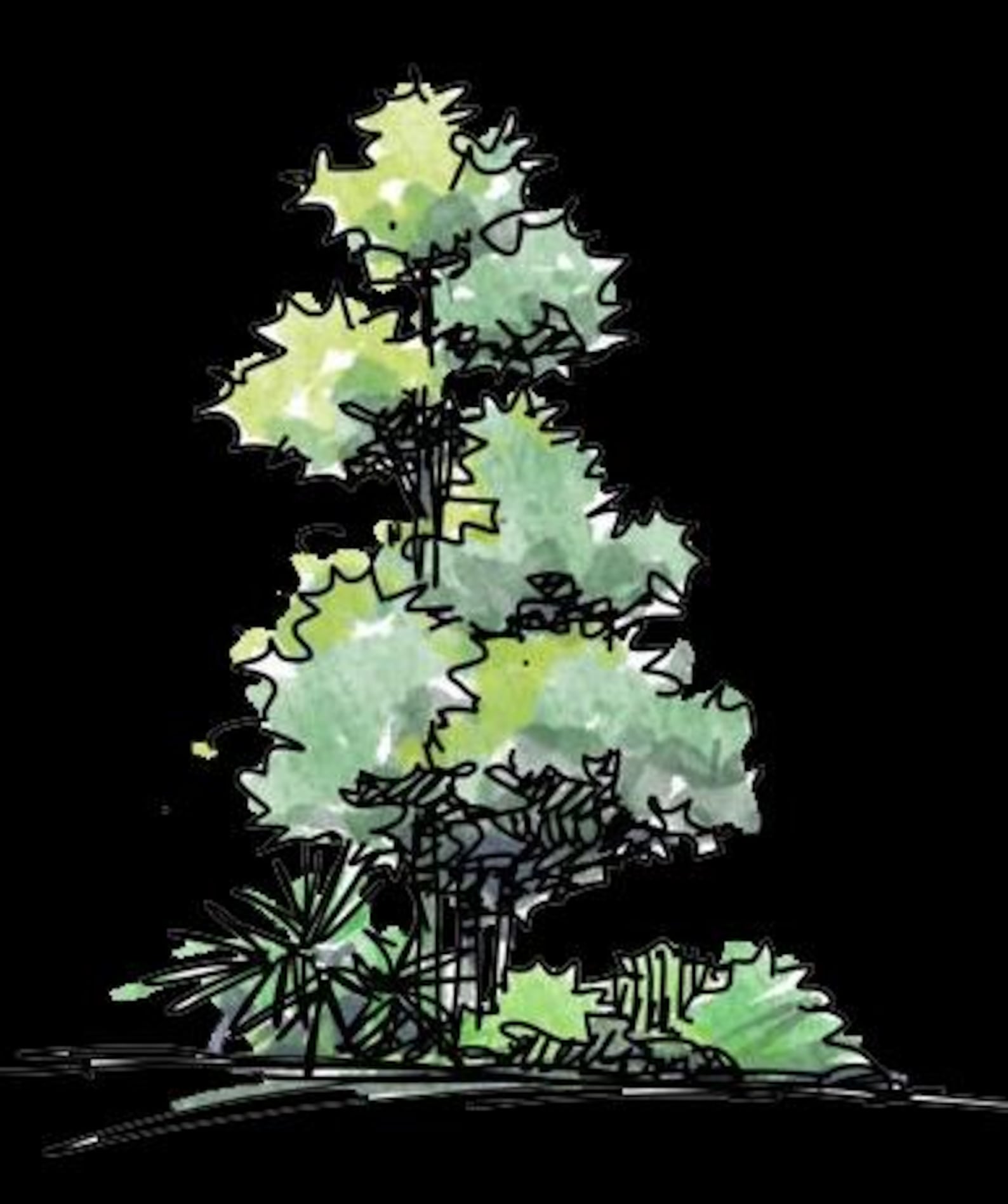 Hand-drawn Trees, Tree, Tree Elevations PNG, Landscape Design Elements ...